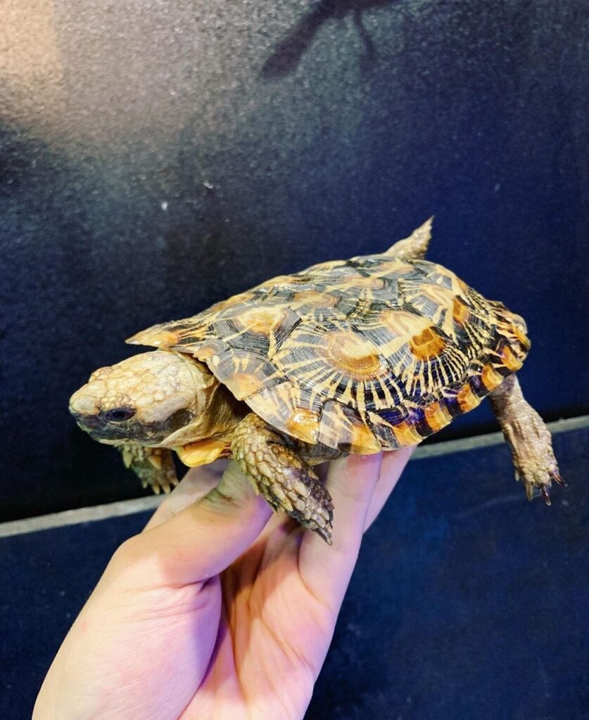 African pancake tortoise are native to East Africa