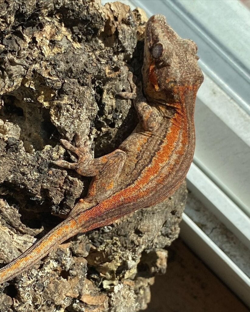 Orange Striped Gargoyle Gecko, We have some gorgeous orange
