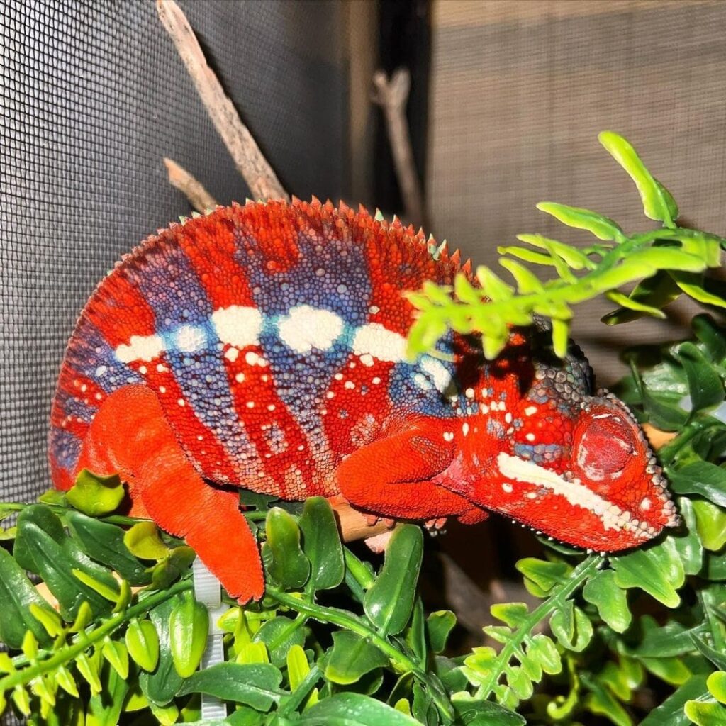 Red Body Blue Bar Ambilobe Panther Chameleon