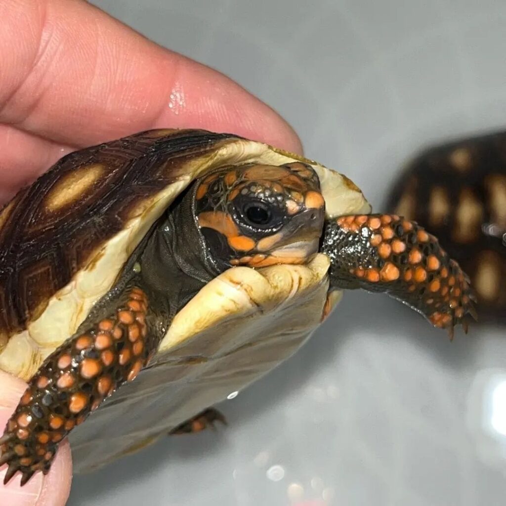 Red Foot Tortoise, We have some fantastic captive bred super