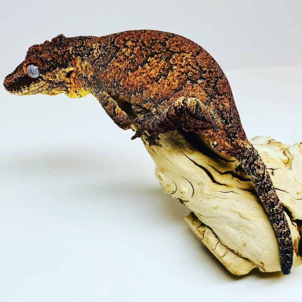 Reticulated Gargoyle Gecko, We have some gorgeous reticulated