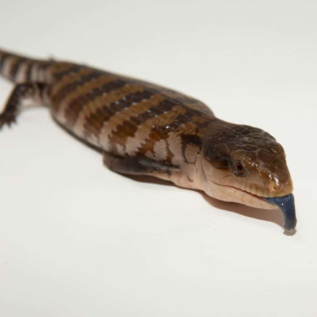 WE HAVE BABY IRIAN JAYA BLUE TONGUE SKINKS