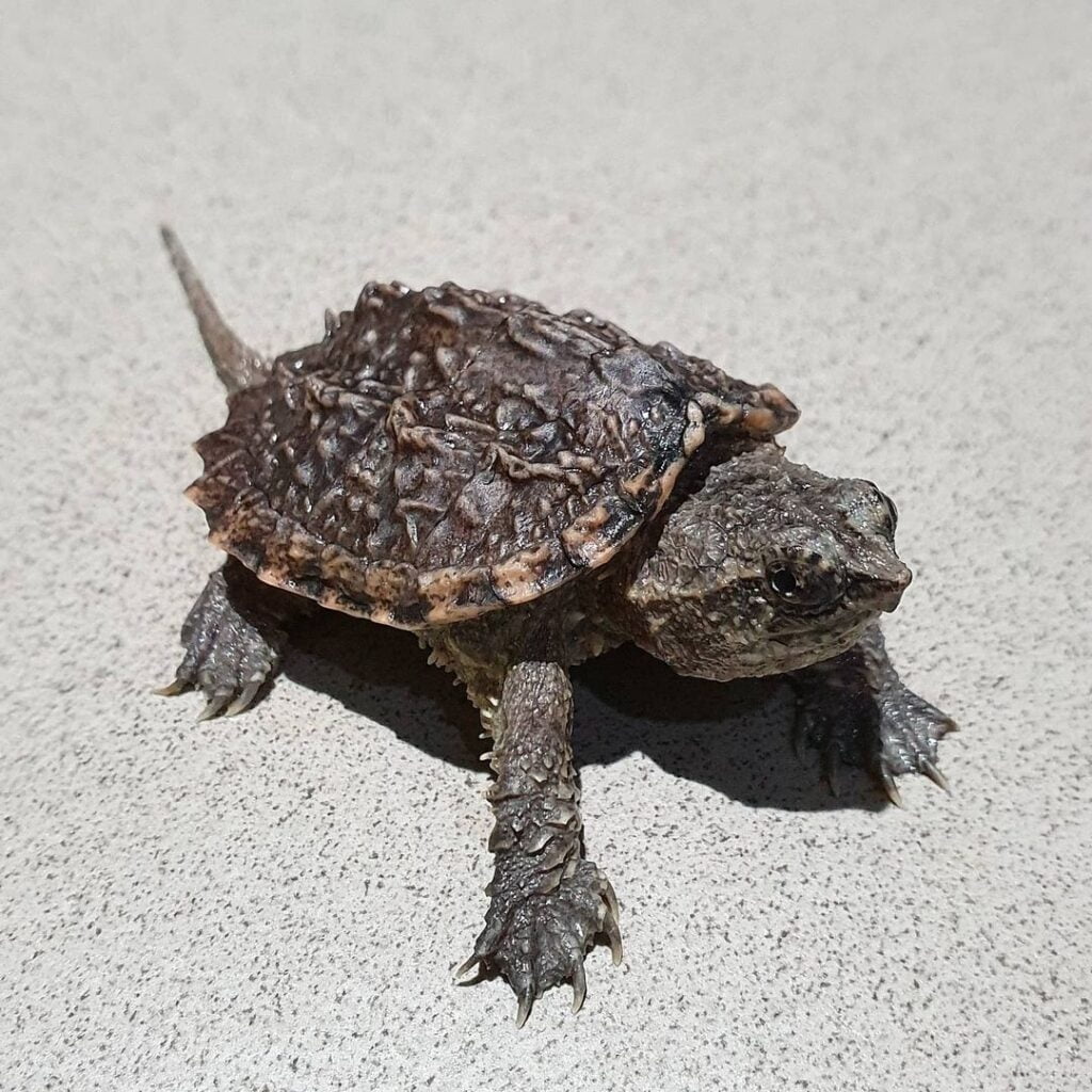 Baby Snapping Turtle For Sale aka Snapper Turtles for sale