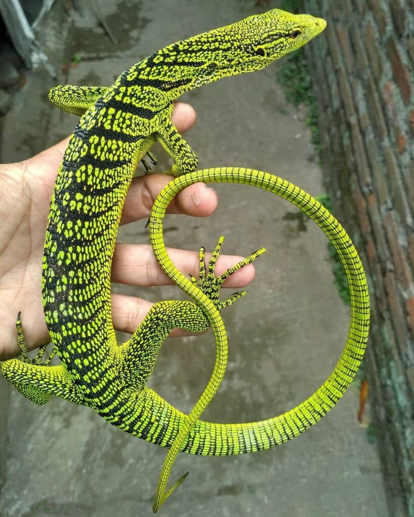 WE HAVE YELLOW TREE MONITORS FOR SALE HERE